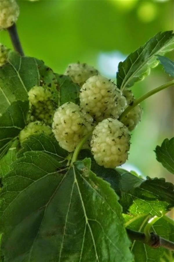 Beyaz Dut Fidanı 2 Yaş ~ Tüplü | onlinebotanik.com