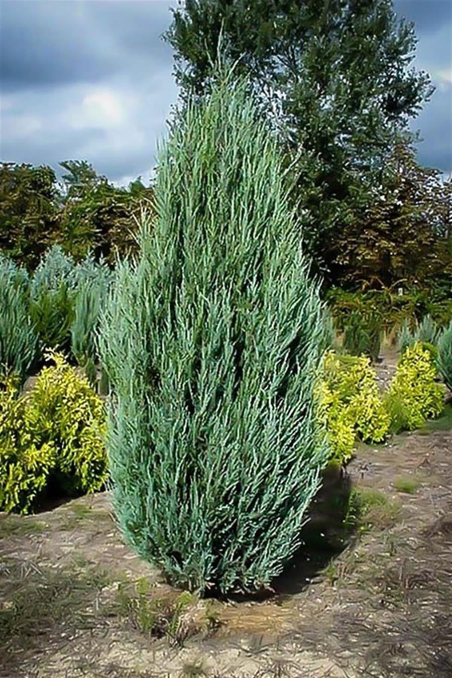 Ardıç Skyrocket 125 cm | onlinebotanik.com