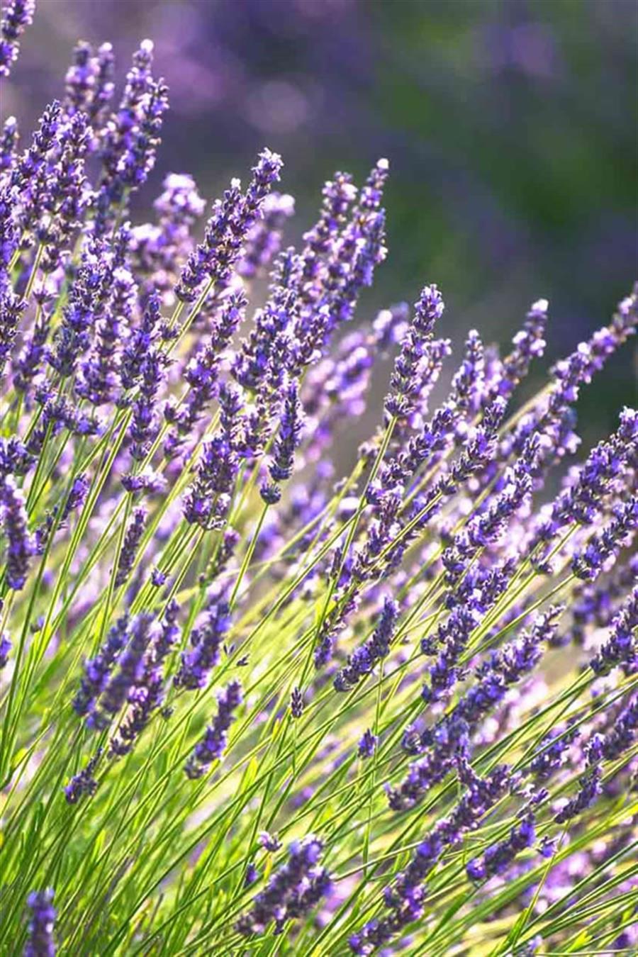 Lavanta | Tıbbi Aromatik Bitkiler | onlinebotanik.com