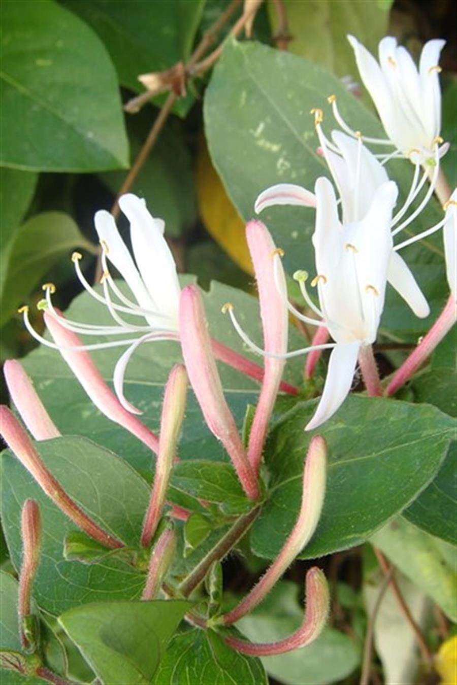 Sarmaşık Hanımeli Saksı-100~125 cm, Sarı | onlinebotanik.com