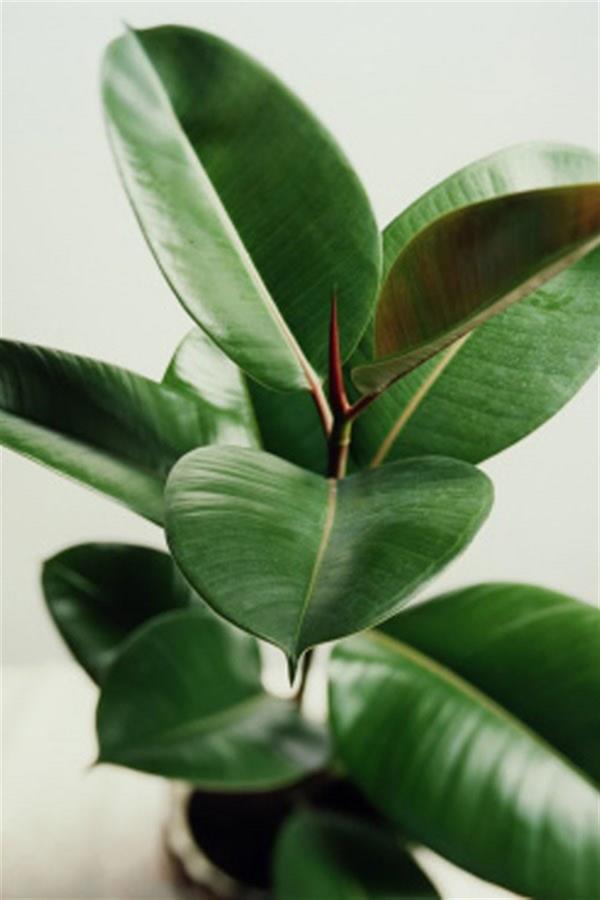 Kauçuk Ağacı (80~100 cm) | onlinebotanik.com