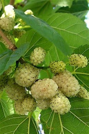 Online Botanik | onlinebotanik.com