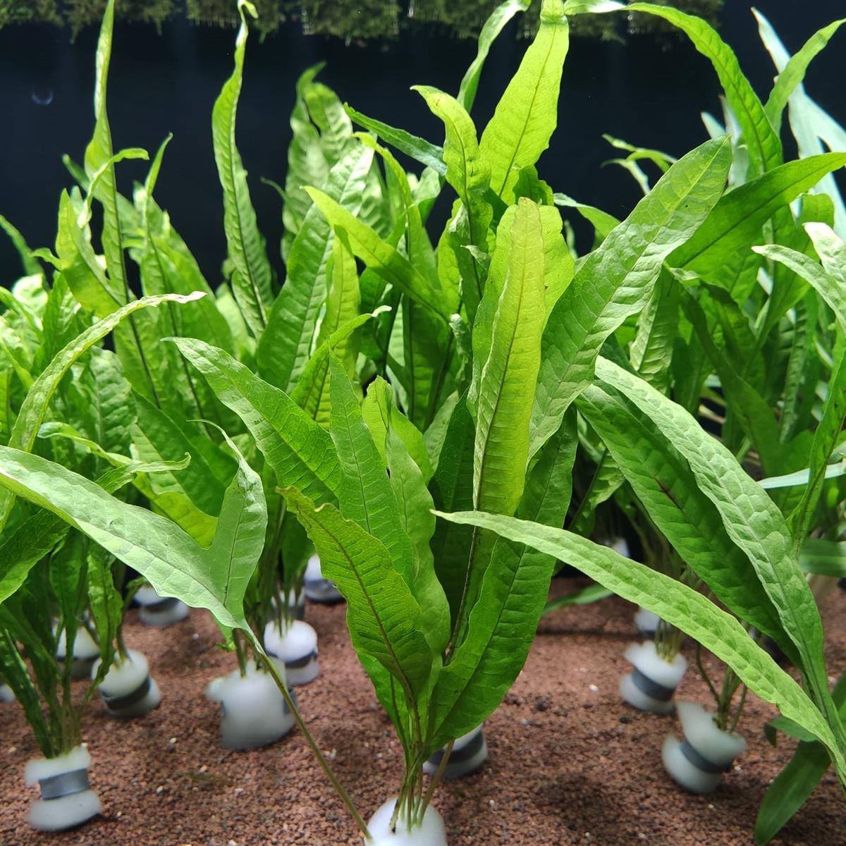 Microsorum pteropus ‘giganteus’