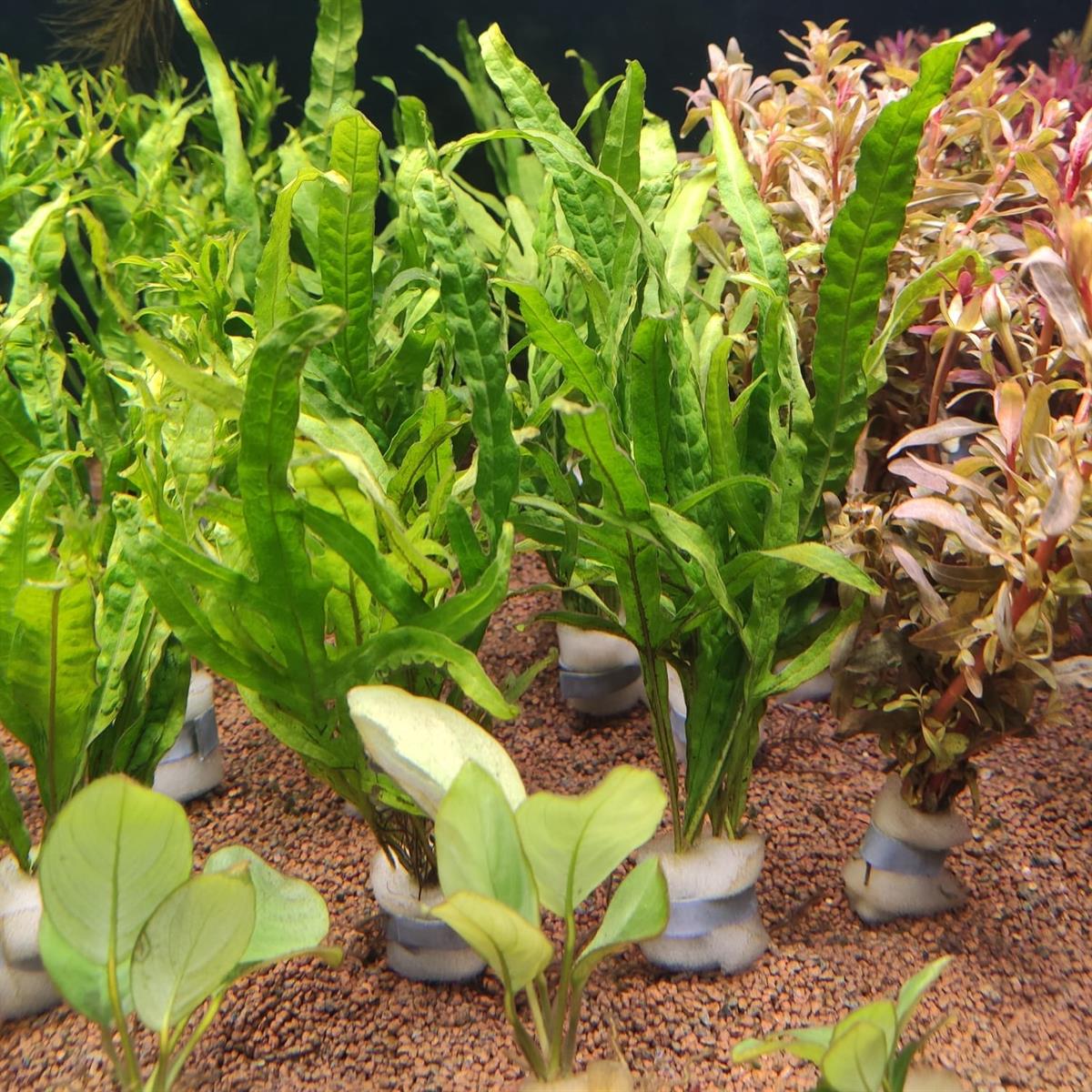 Microsorum pteropus 'Trident'