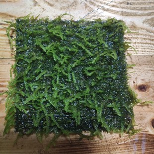 Anchor Moss