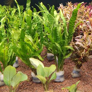 Microsorum pteropus 'Trident'