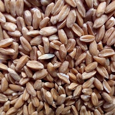 Dinkel Buğday Tanesi