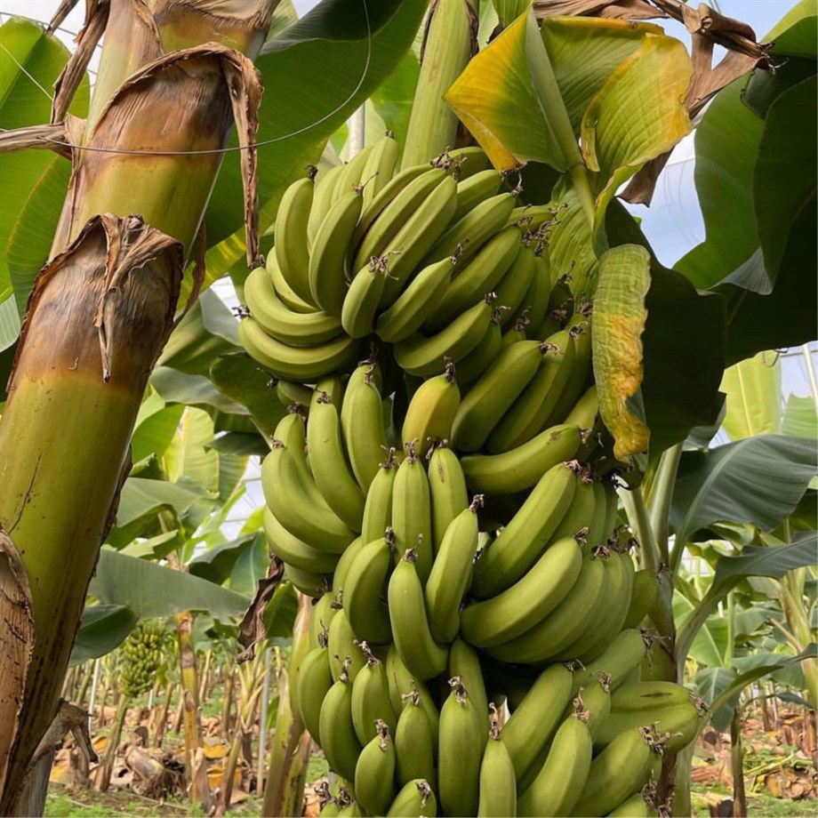 Yerli Muz / Dalından Olgunlaşmamış