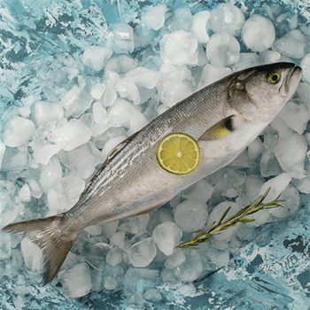 Lüfer (300-400 gr) Balık Ye