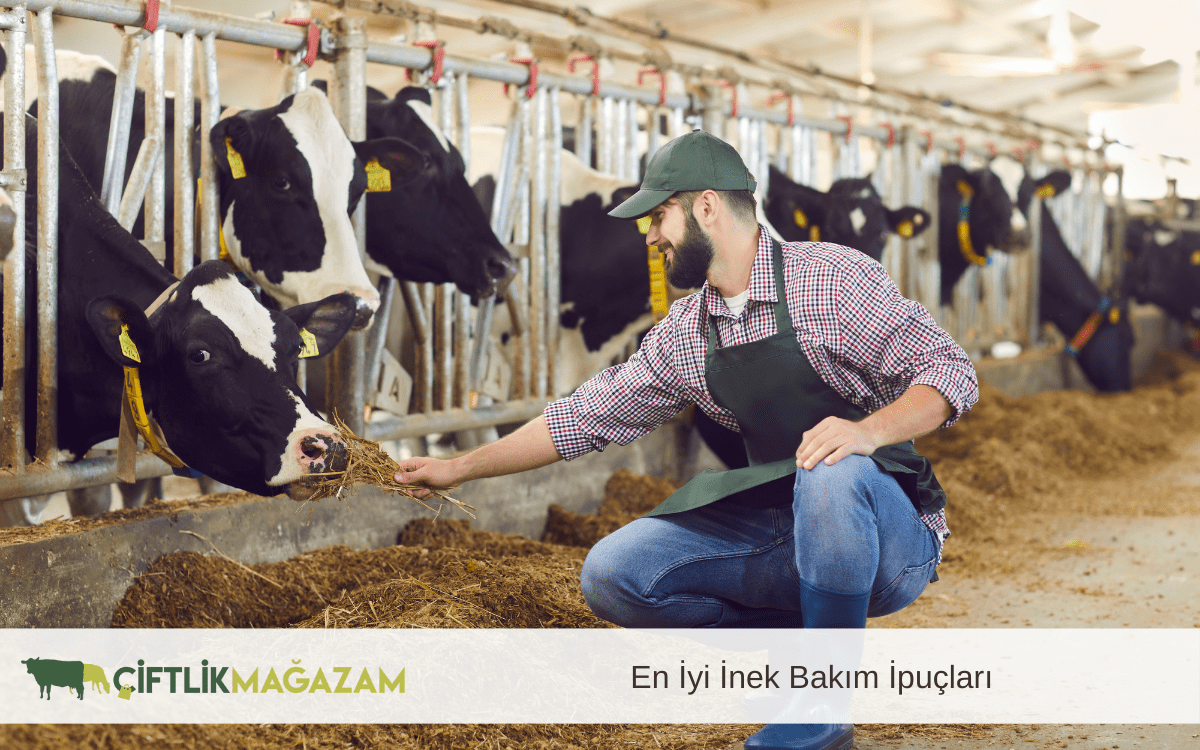 En İyi İnek Bakım İpuçları