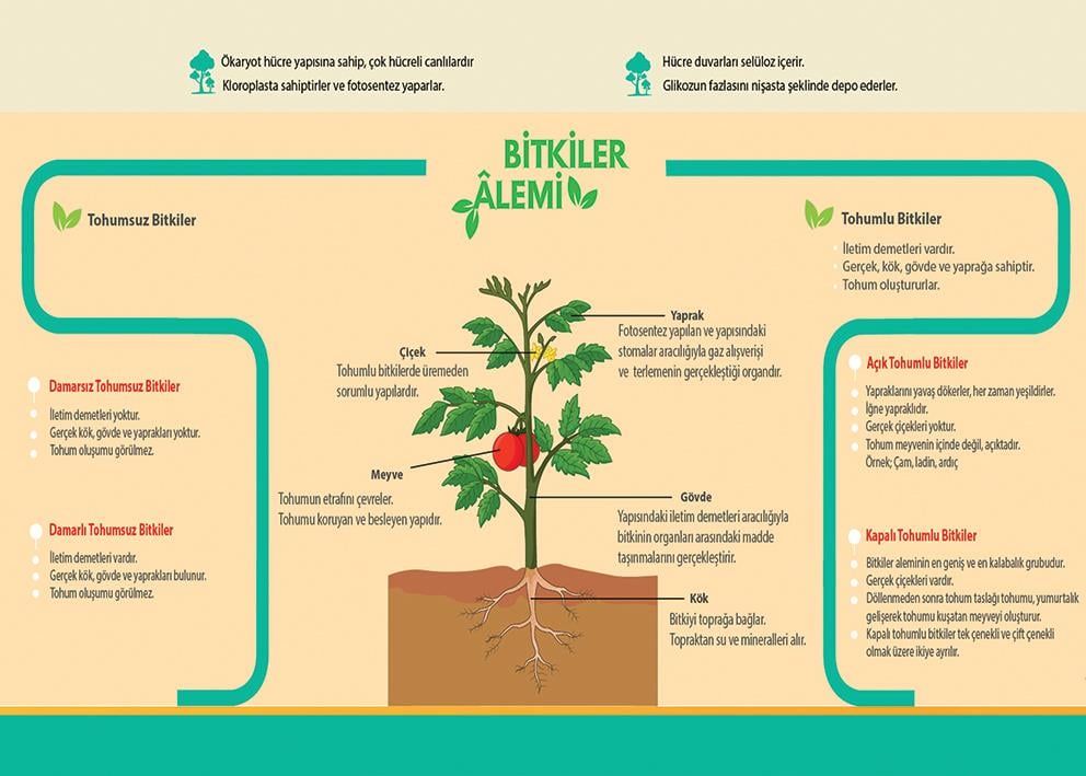 Bitkiler Âlemi, Biyoloji Okul Posterleri
