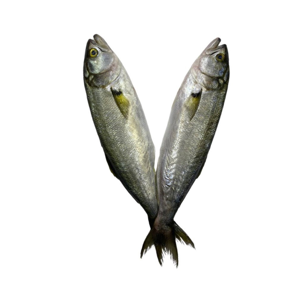 Balık Lüfer Adet - Demtaş Kapında