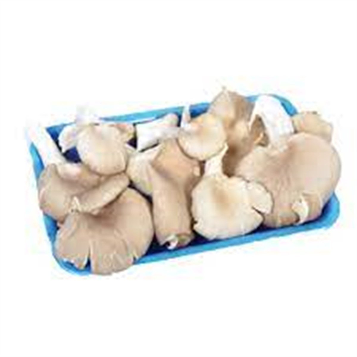 istiridye mantar (250 gr paket)