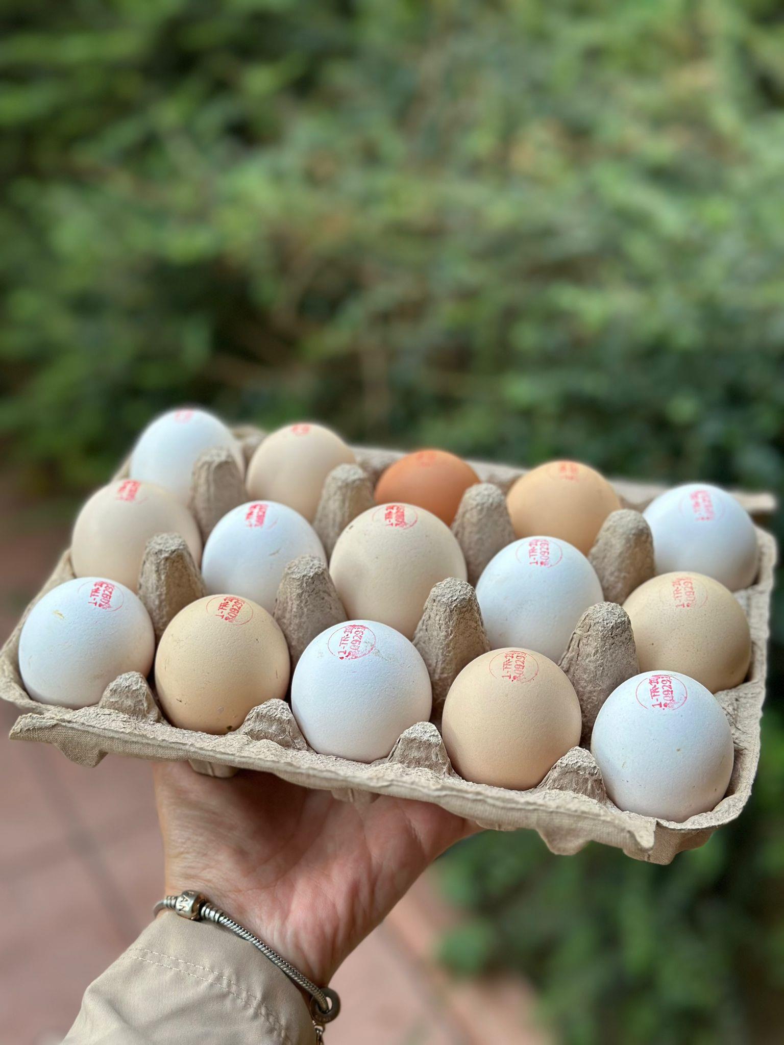 GRANDPA'S GARDEN GEZEN TAVUK YUMURTASI 15'Lİ