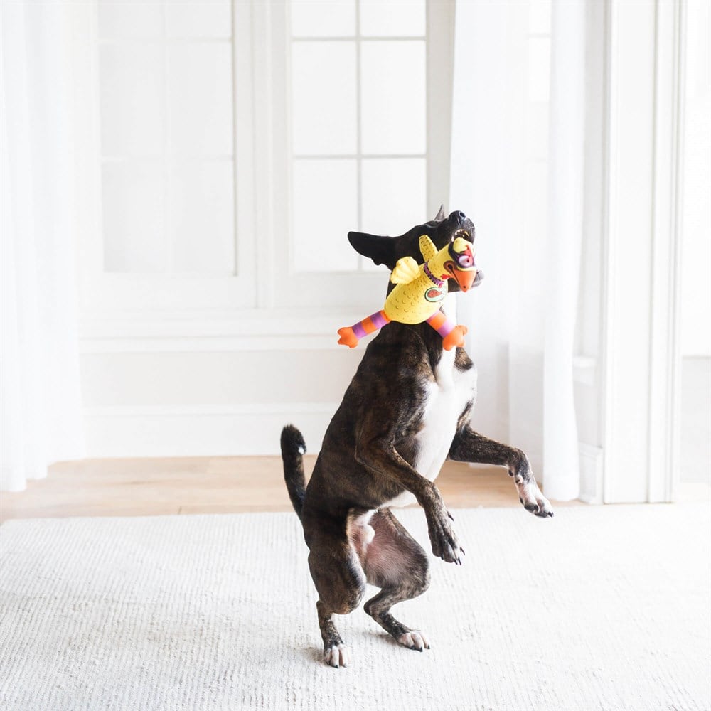 Fat Cat Barnyard Bullies Sesli Dayanıklı Kanvas Kumaş Köpek Oyuncağı