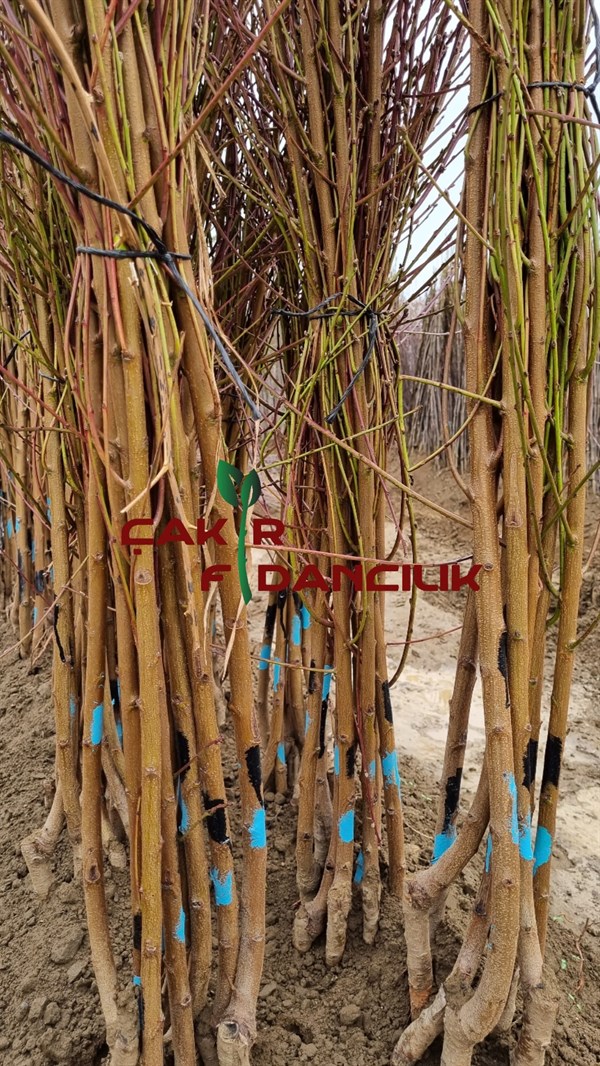 Açık Köklü Bursa Yarma Şeftali Fidanı