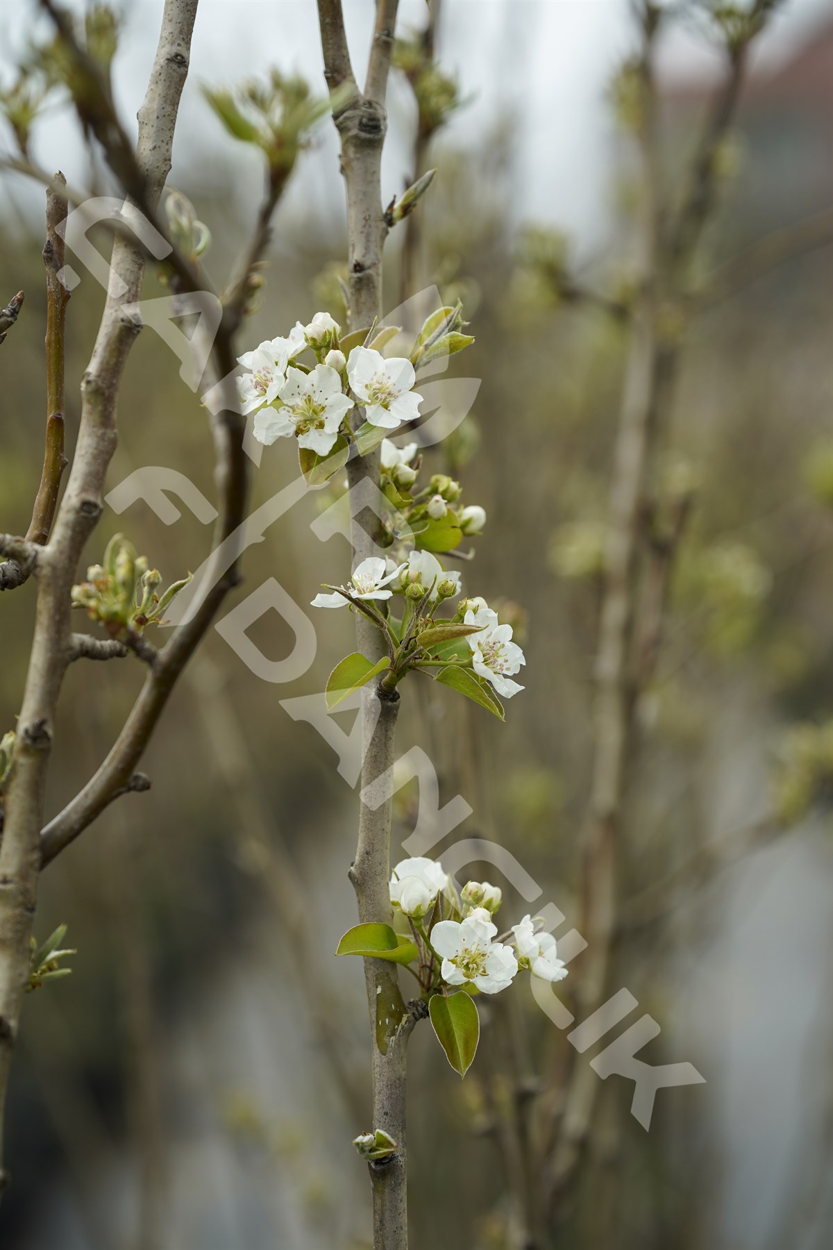 Santa Maria Armut Fidanı