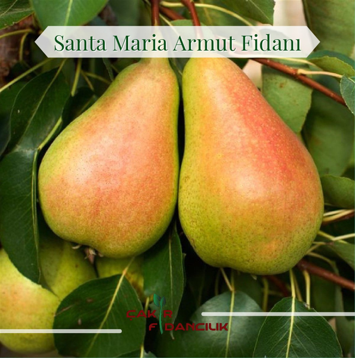 Santa Maria Armut Fidanı