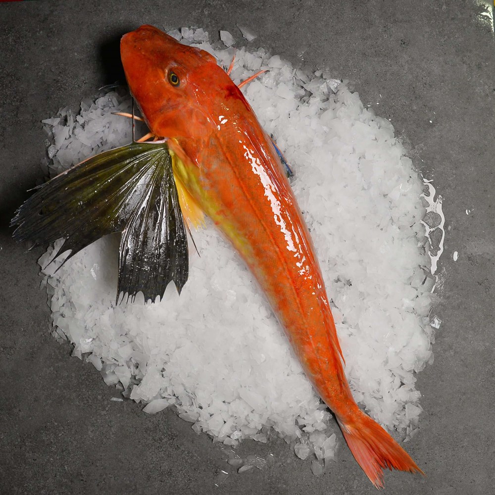 Kırlangıç Balığı | Balıkhanem | Online Taze Balık Satışı