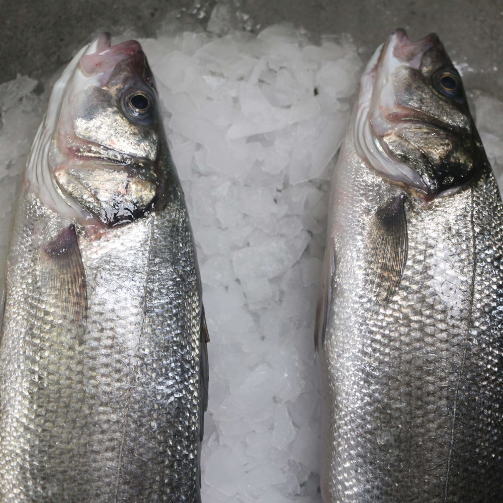 Levrek 400-600 Gr | Balıkhanem | Online Taze Balık Satışı