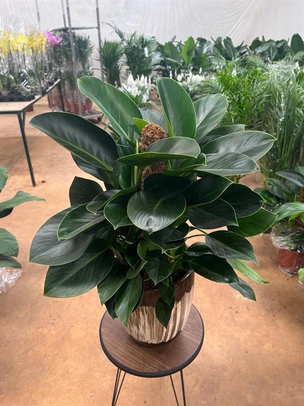 Philodendron Green Princess