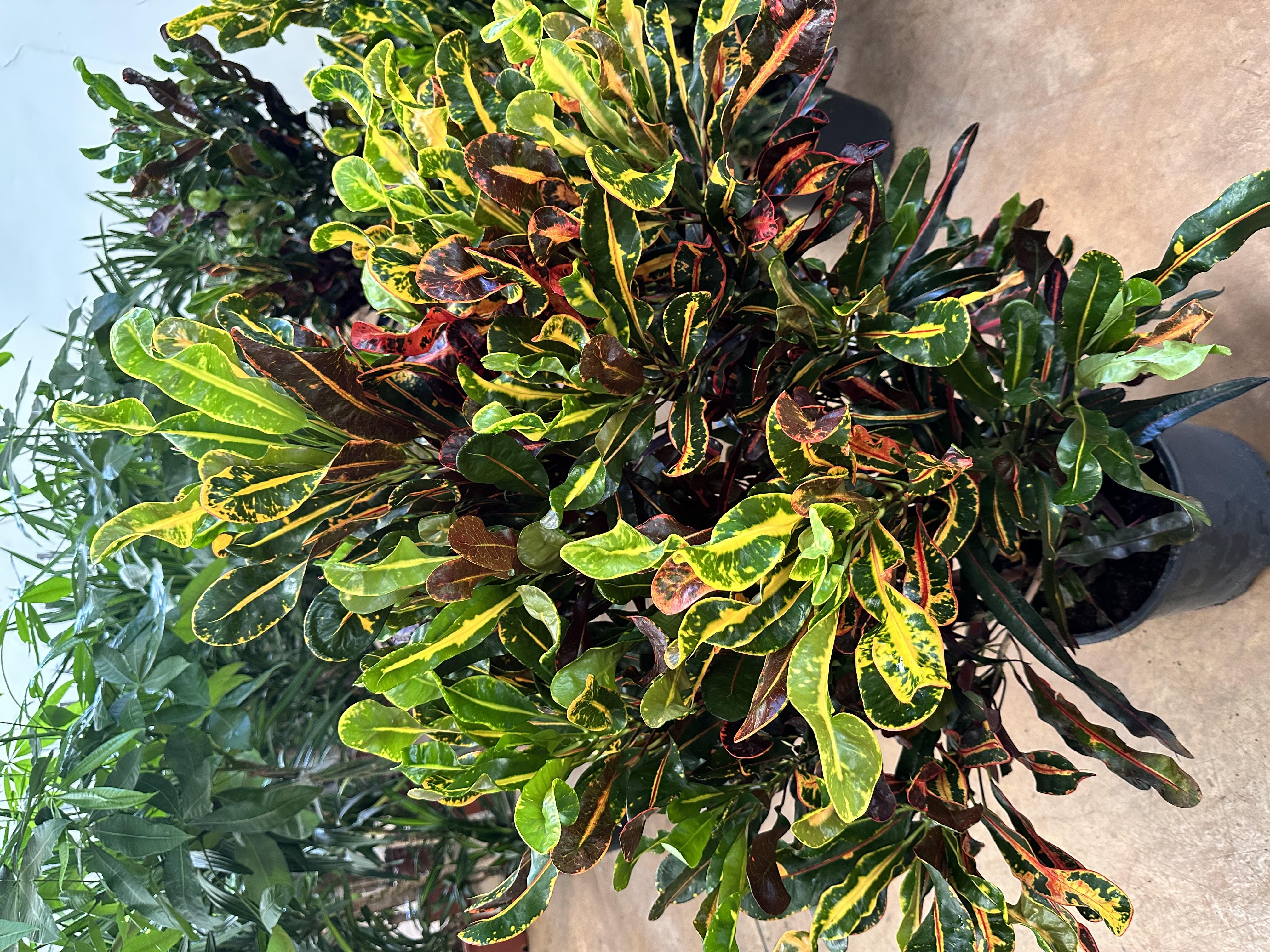 Croton Mammy (kroton / kraton) 140-150 cm