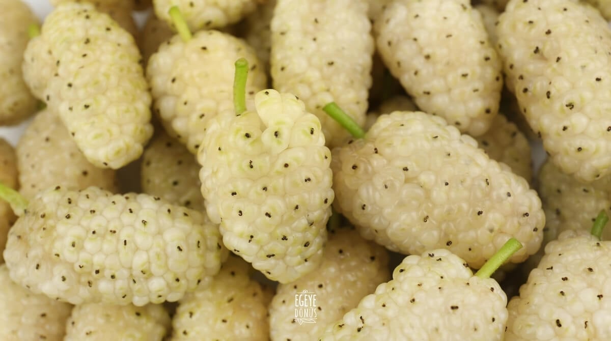 DUT KURUSU FAYDALARI NELERDİR?