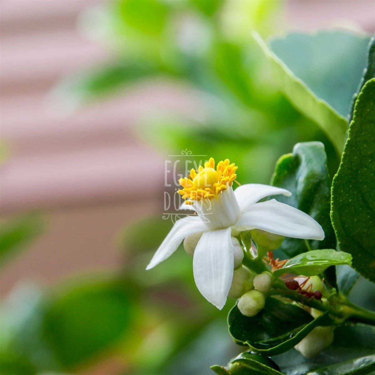 Limon Çiçeği Kolonyası - 200 Ml.