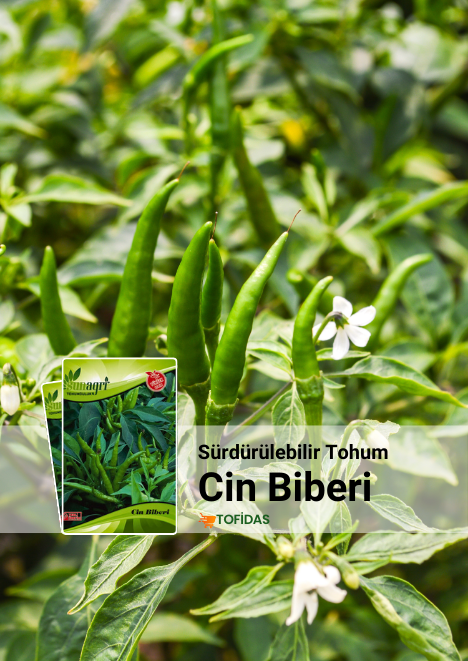 Aşağı Bakan Süs Biber Tohumu 5 gr