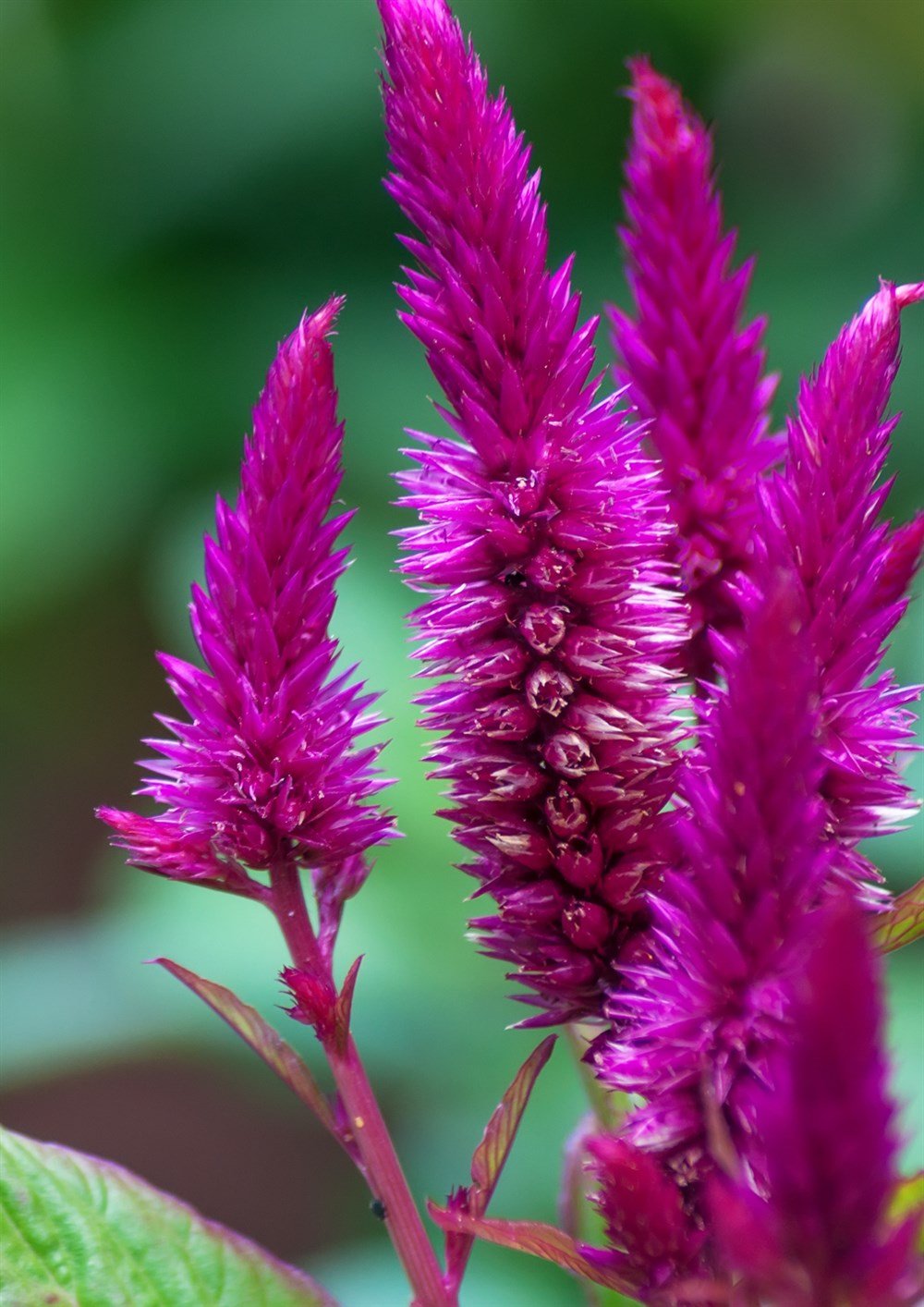 Horoz İbiği Çiçek Tohumu 50 adet Tohum