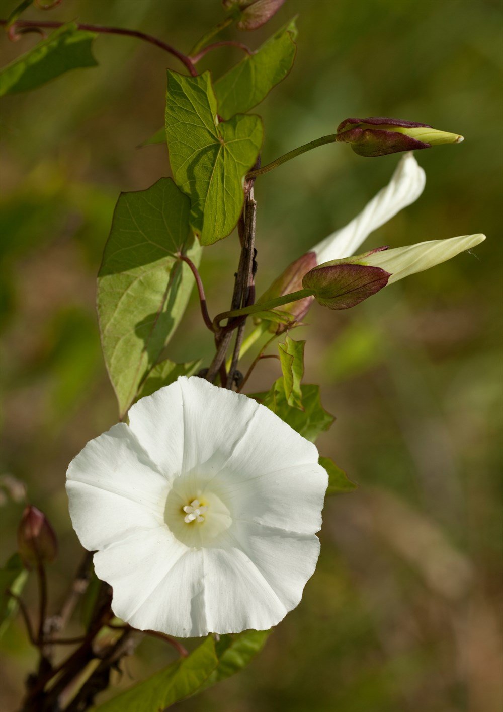 Sarmaşık Tohumu 10 adet tohum