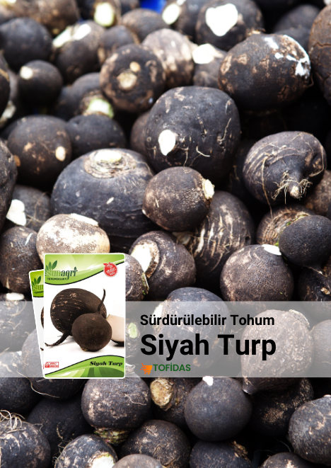 Siyah Turp Tohumu 10 gr