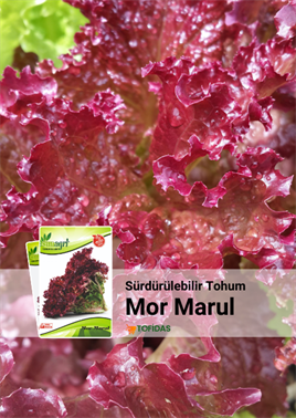 Mor marul 1000 adet tohum