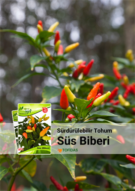 Süs Biberi Yukarı Bakan 5 gr