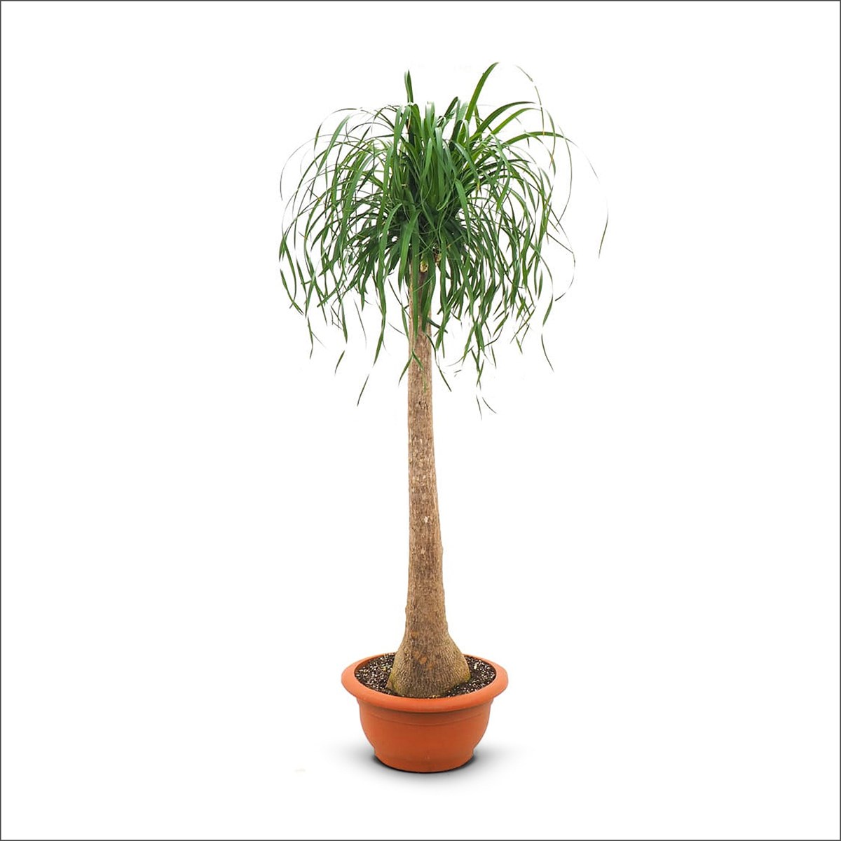 Nolina Fil Ayağı - Beaucarnea recurvata Nolina