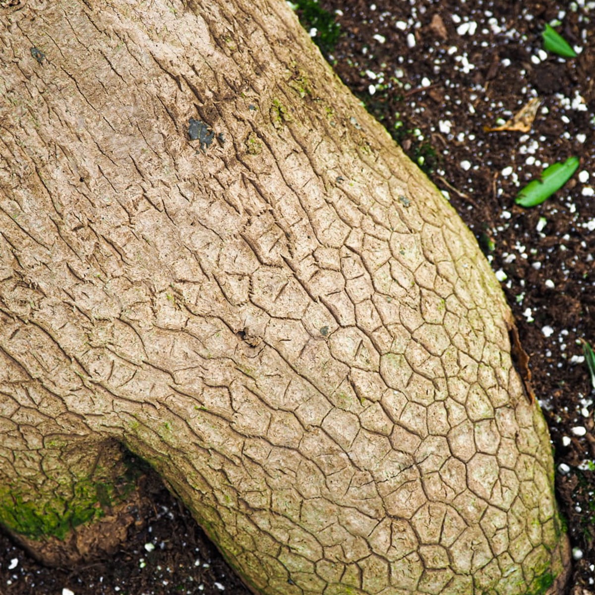 Nolina Fil Ayağı - Beaucarnea recurvata Nolina