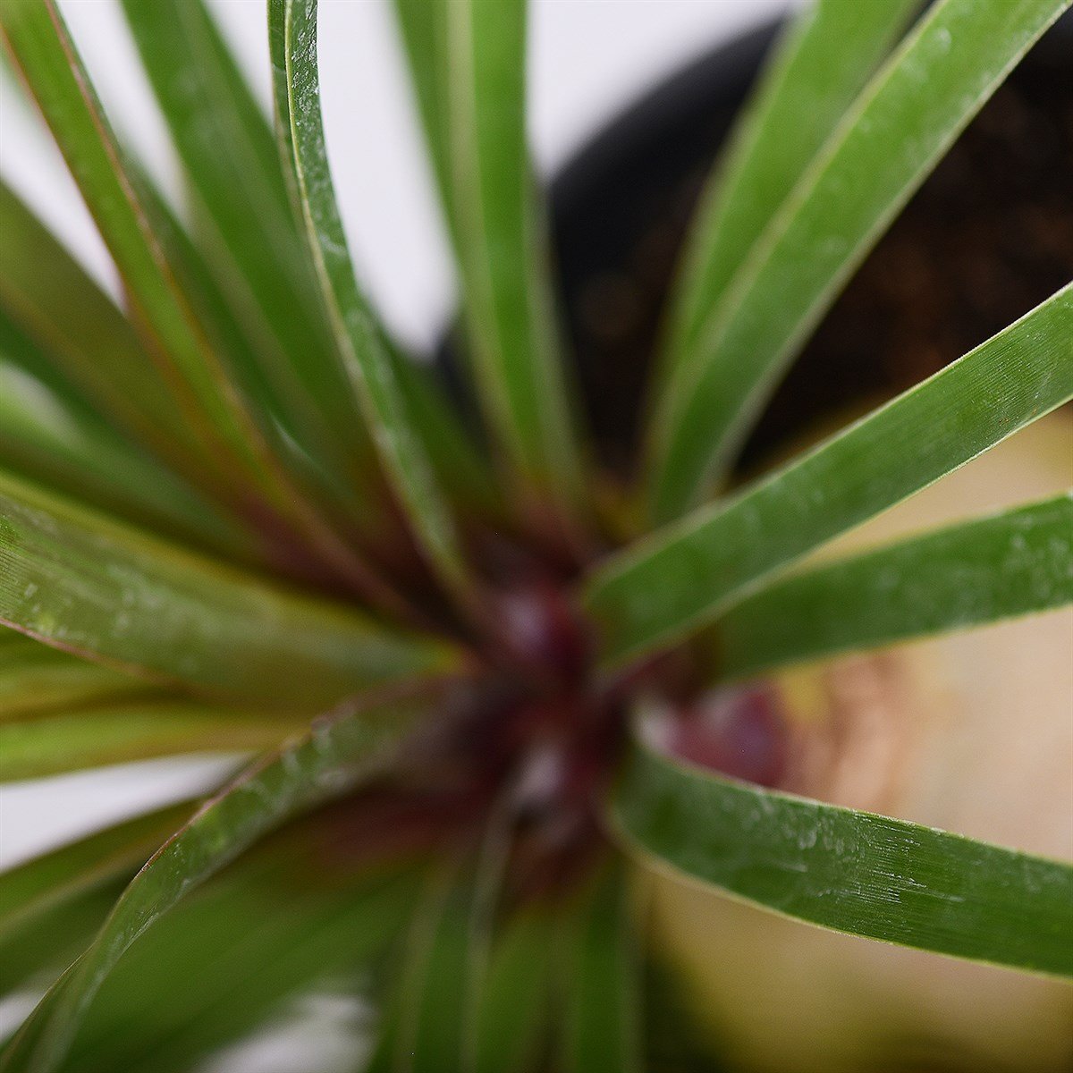 Nolina Fil Ayağı - Beaucarnea recurvata Nolina