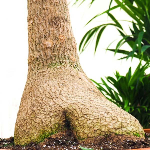 Nolina Fil Ayağı - Beaucarnea recurvata Nolina