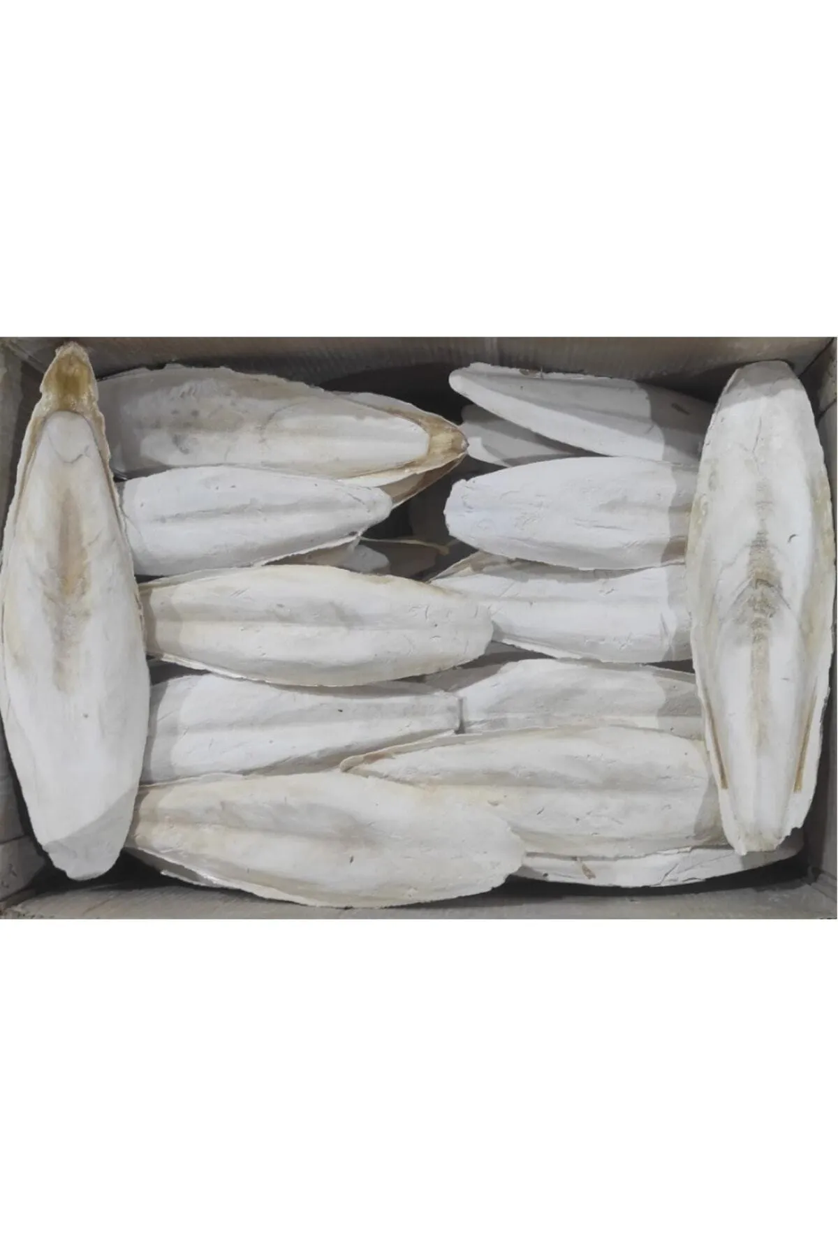 Kalamar Kemiği 500g (20-25 cm) | Büyük Boy Doğal Kalsiyum Kaynağı