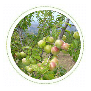 CAN ERİK -1KG - Taze & Doğal Meyve - Yeşil Limon