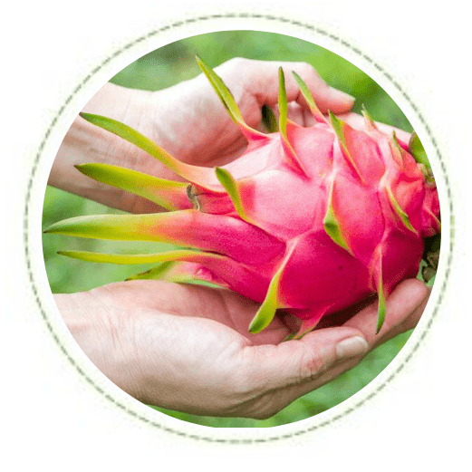 PITAYA - EJDERHA MEYVESİ