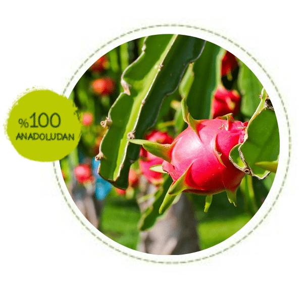 PITAYA - EJDERHA MEYVESİ