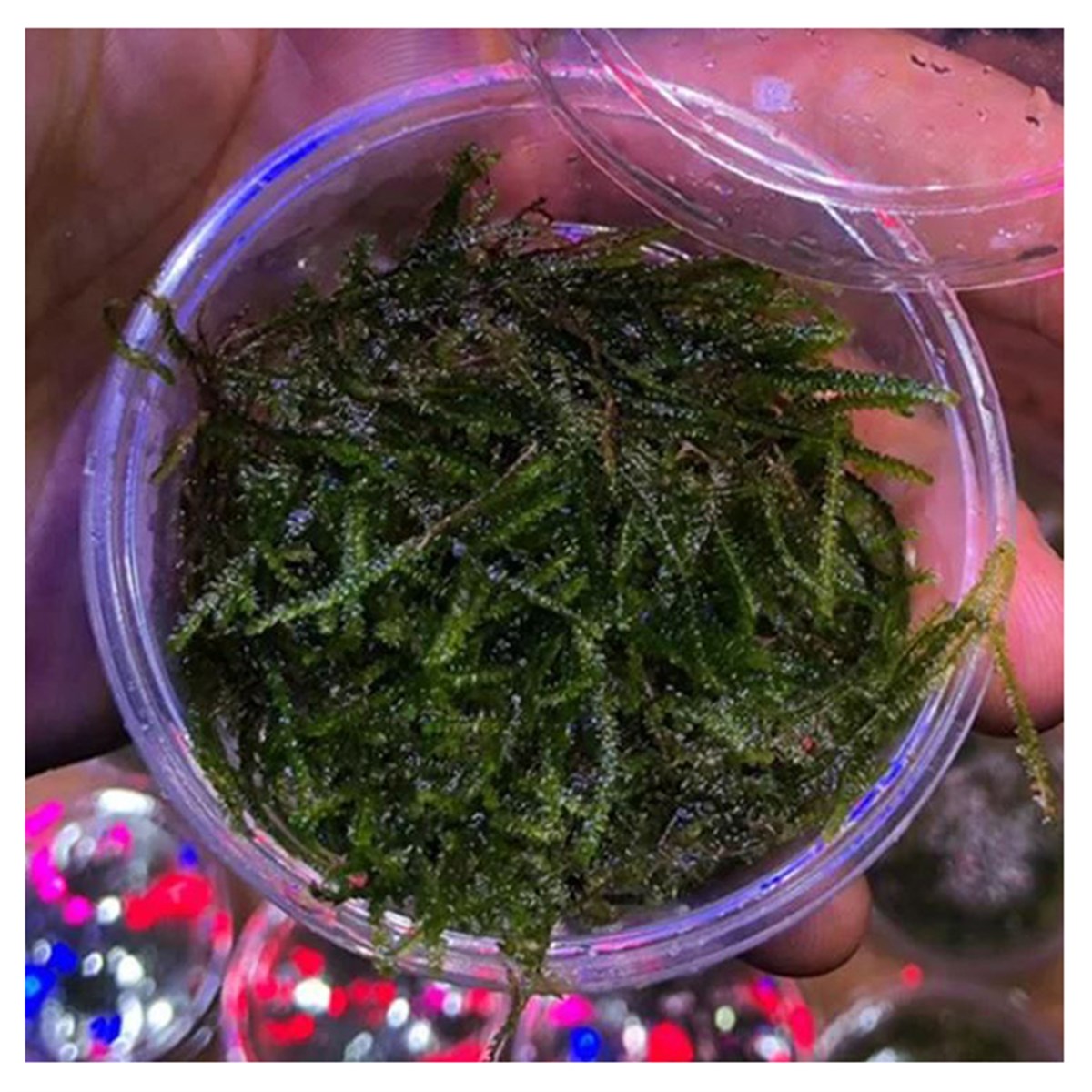 Anchor Moss 5 gr