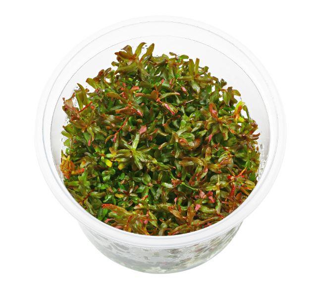 APC-ROTALA MACRANDRA MİNİ BUTTERFLY T/C CUP