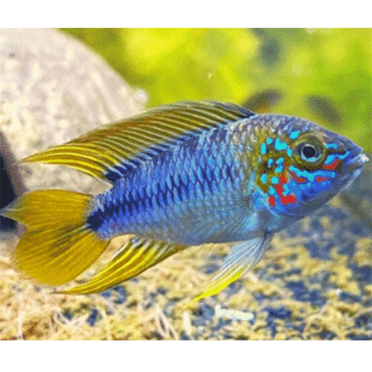 APİSTOGRAMMA BORELLİİ OPAL