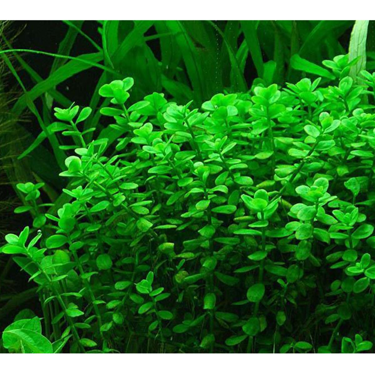 Bacopa Monnieri IN VITRO 200 CC Dev Kavanoz