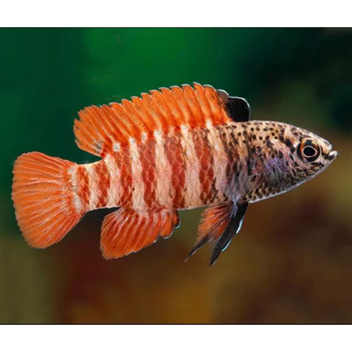 BLACK TİGER BADİS DARİO FİSH