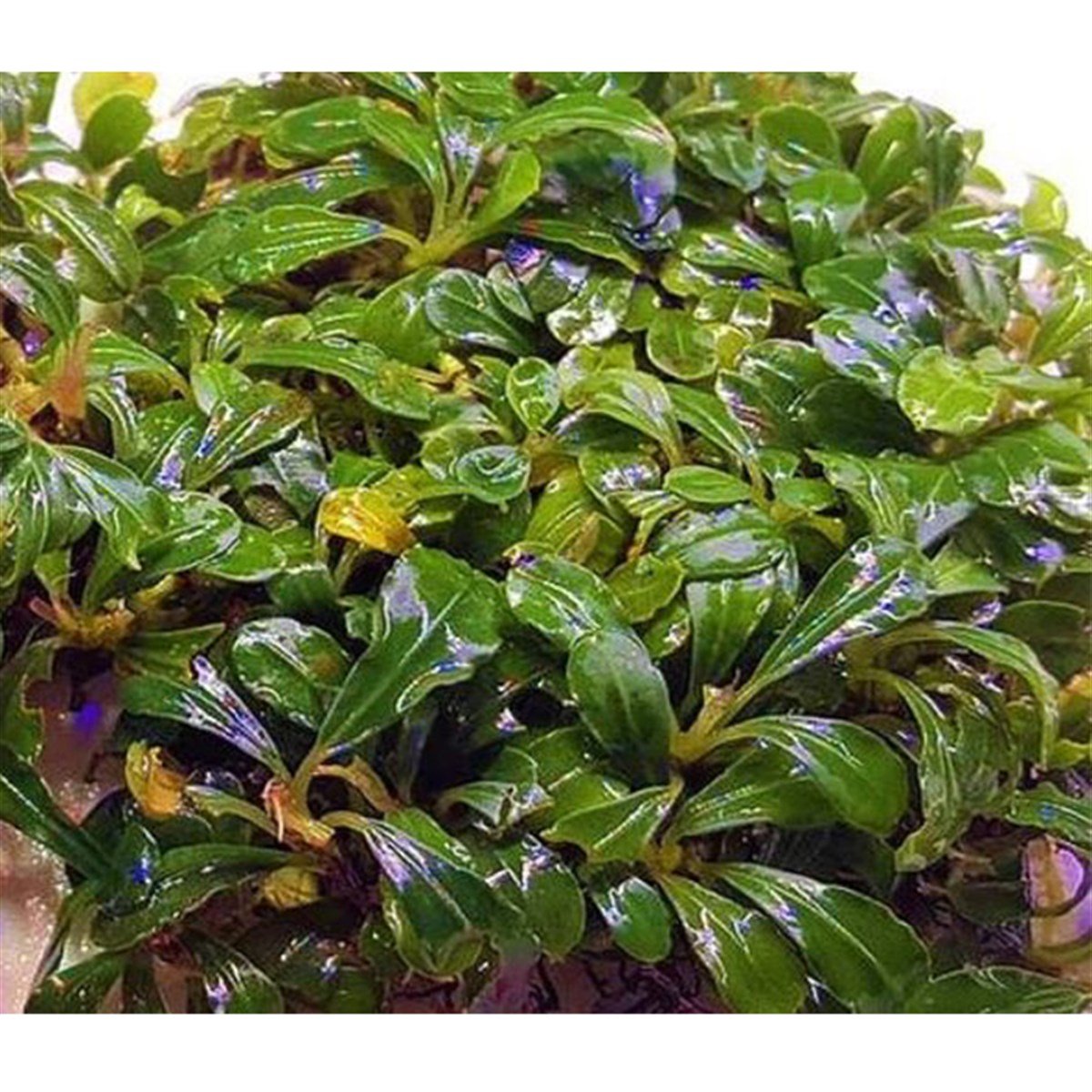 Bucephalandra Apple Leaf