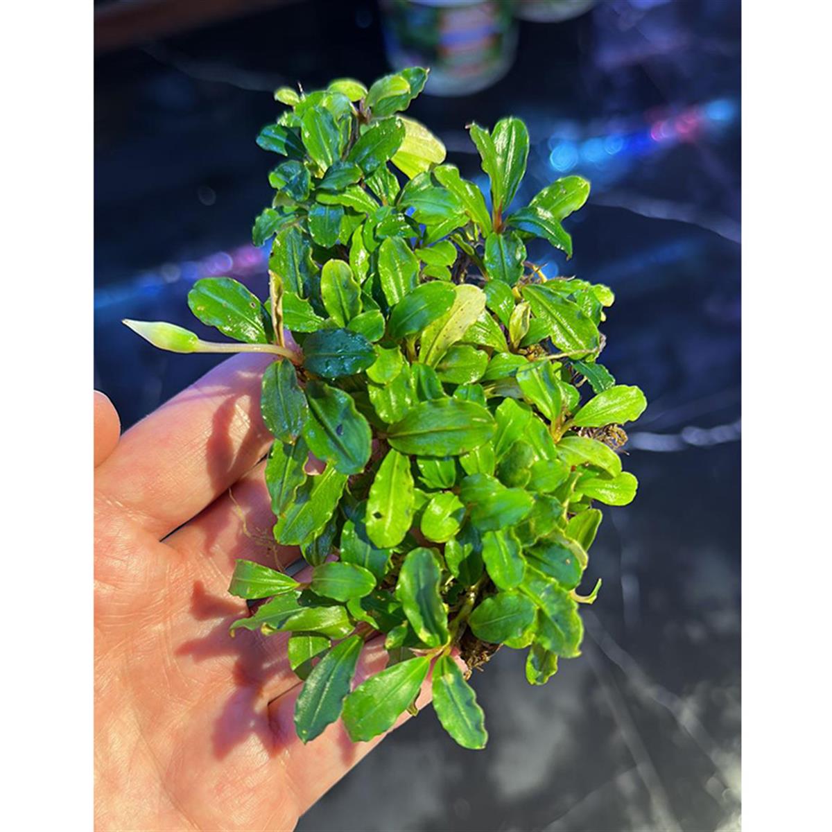 Bucephalandra Apple Leaf