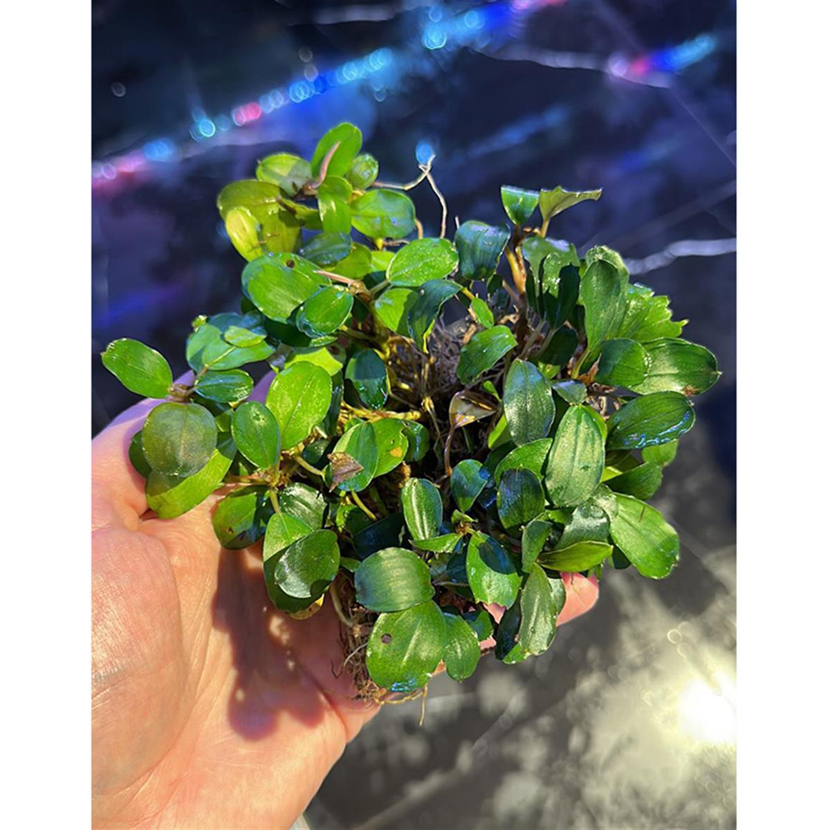 Bucephalandra Deep Blue